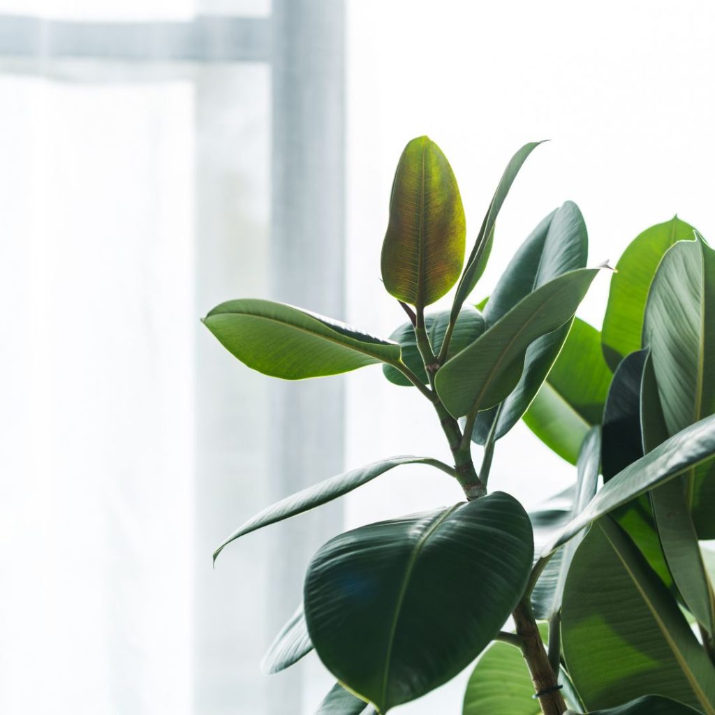 5 Essential Tips and Benefits of Airing Out Your Home - Whitebox Ltd.